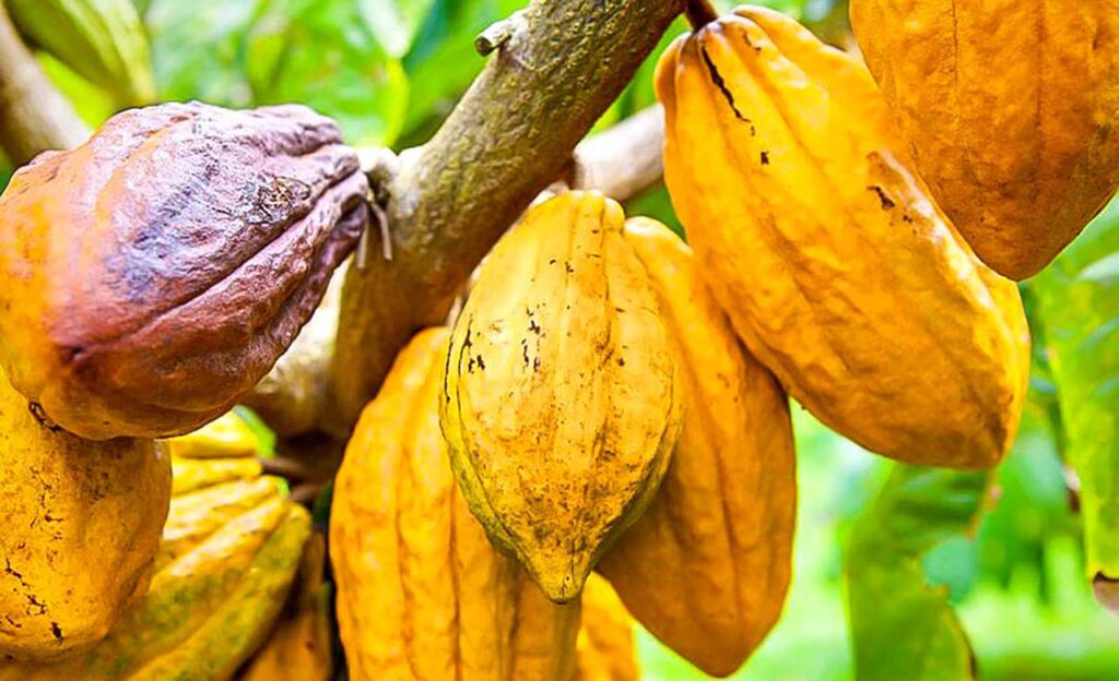 Sur la route du Cacao en Côte d’Ivoire | Discover Ivorycoast